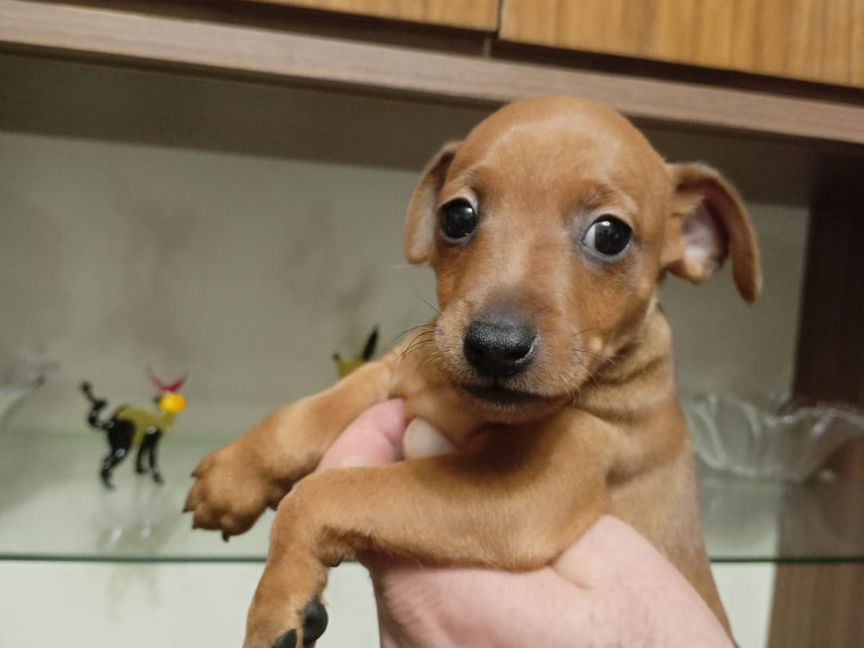 Продается Цвергпинчер, мальчик 2 месяца