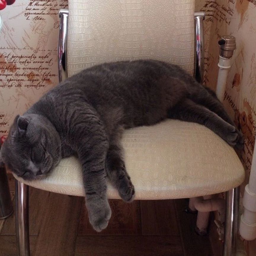 Шотландская вислоухая в добрые руки