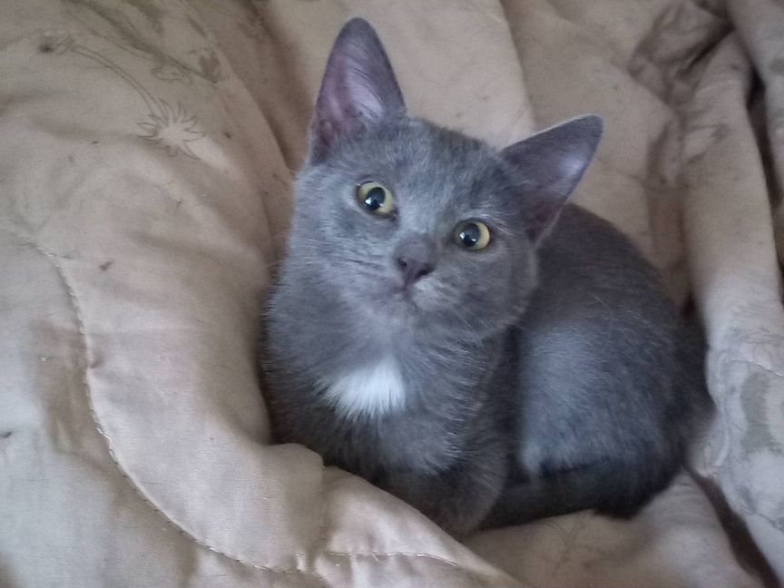 Котенок в добрые руки