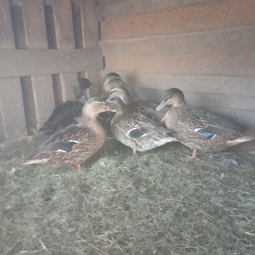 Подсадные утки