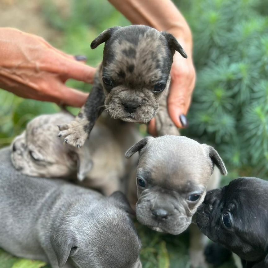 Щенки. Резерв