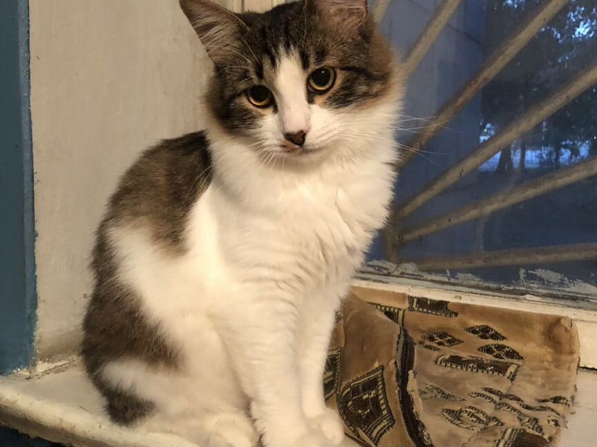 Харизматичный кот ждет семью
