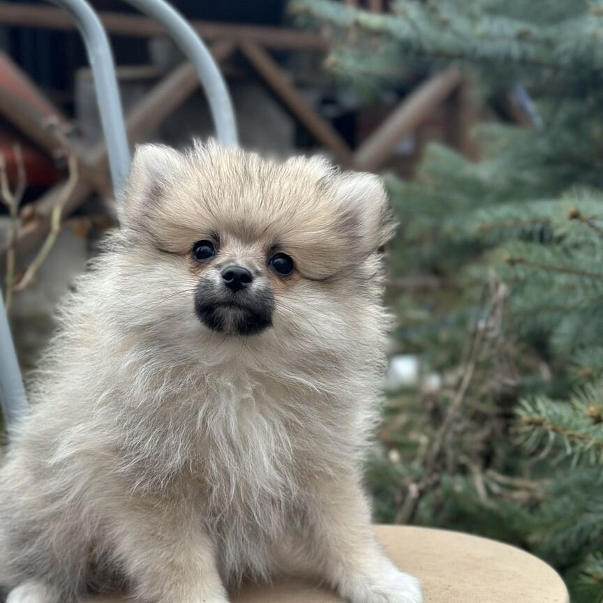 Шпиц малышка