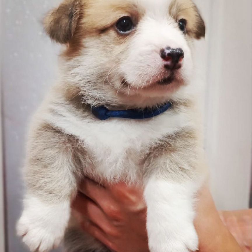 Щенки вельш-корги пемброк