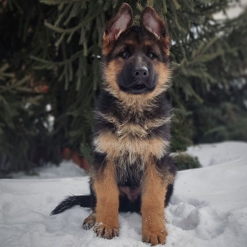 Немецкая овчарка