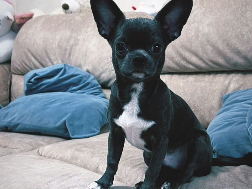 Вязка чихуахуа