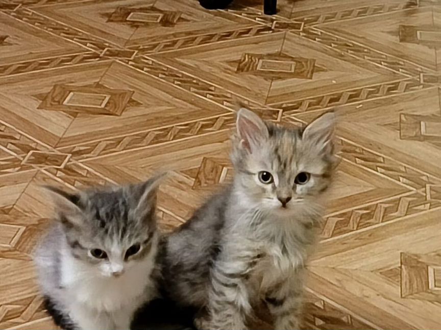 Котята в добрые руки даром