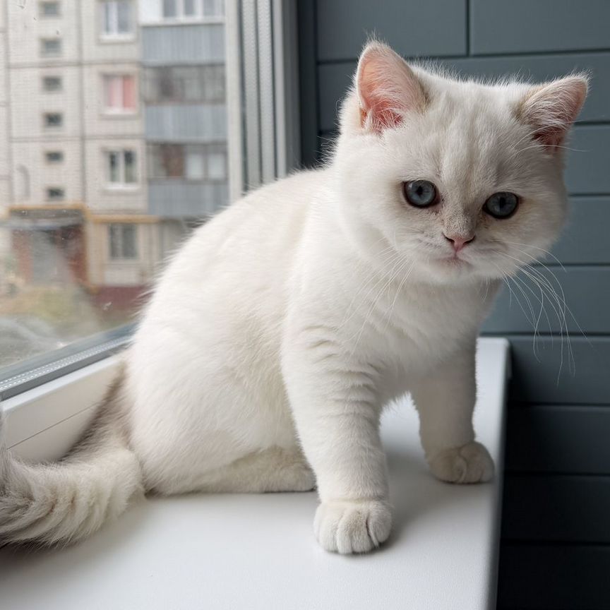 Британский короткошёрстный котёнок