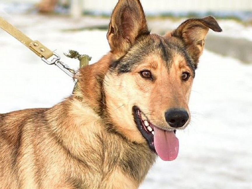 Отличный пес Вольт