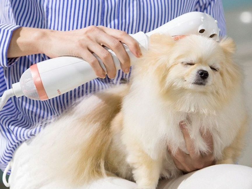 Фен-пуходерка для кошек и собак