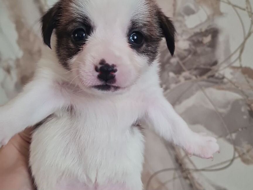 Собака маленькая порода