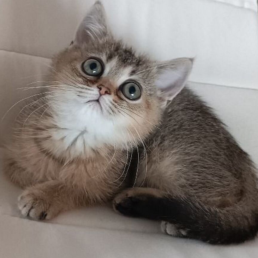Шотландский прямоухий короткошёрстный котёнок