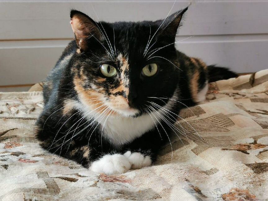 Трехцветная кошка с удивительным окрасом в добрые