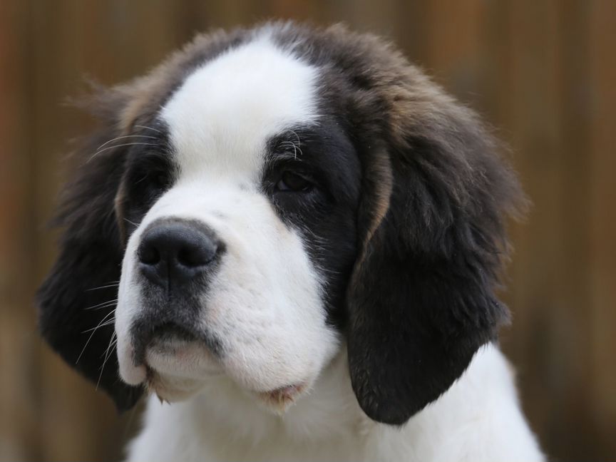 Щенки Сенбернара, Друга, Компаньона (Бор)