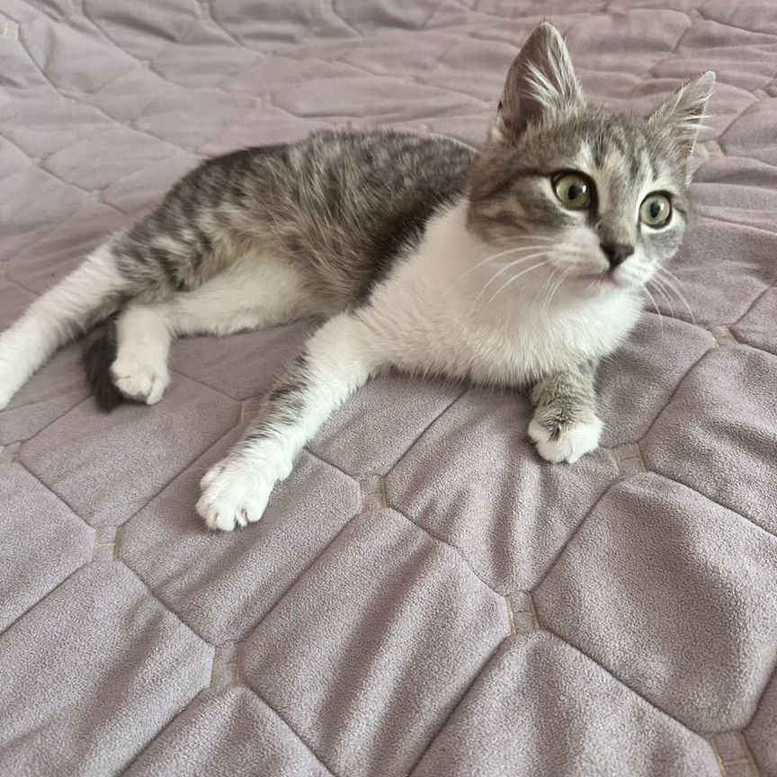 Котенок Няшик ищет дом