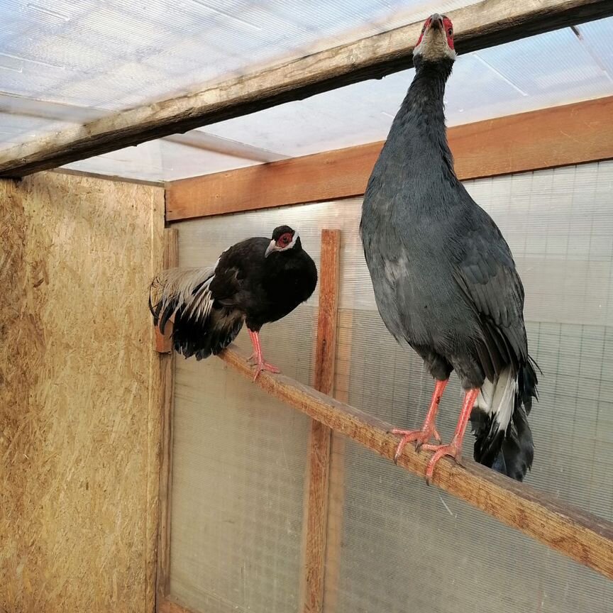 Ушастый фазан