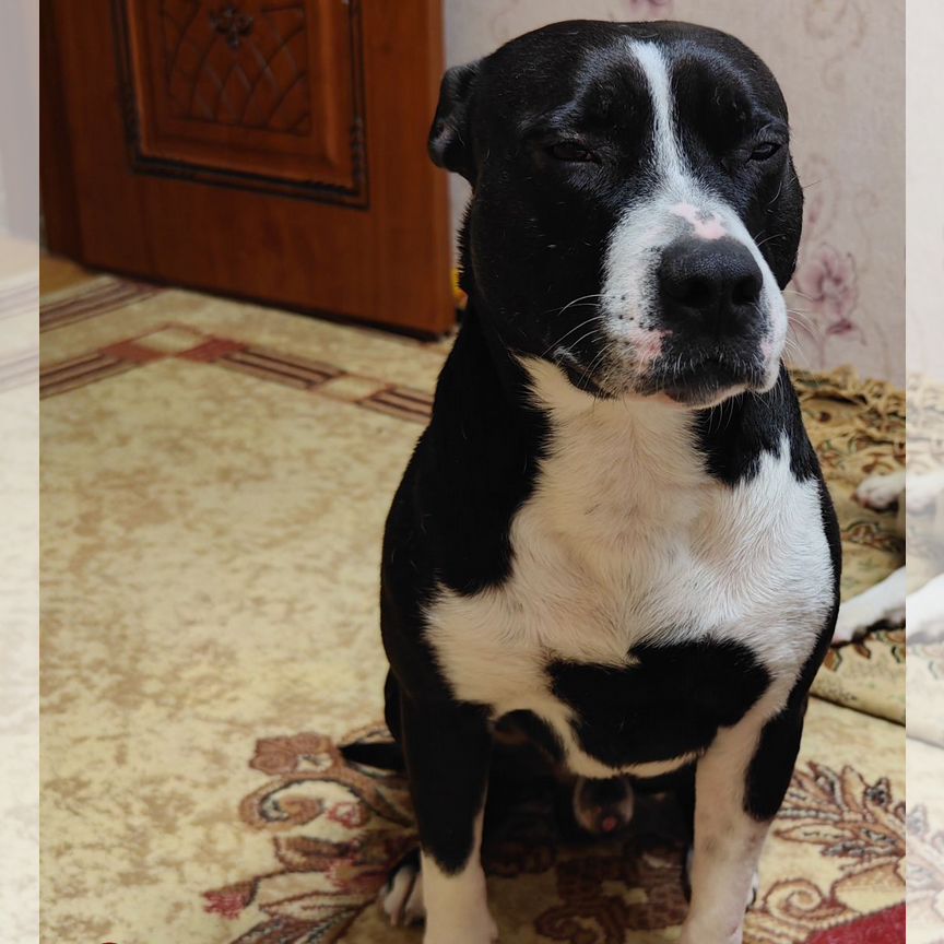 Американский стаффордширский терьер, взрослый пёс