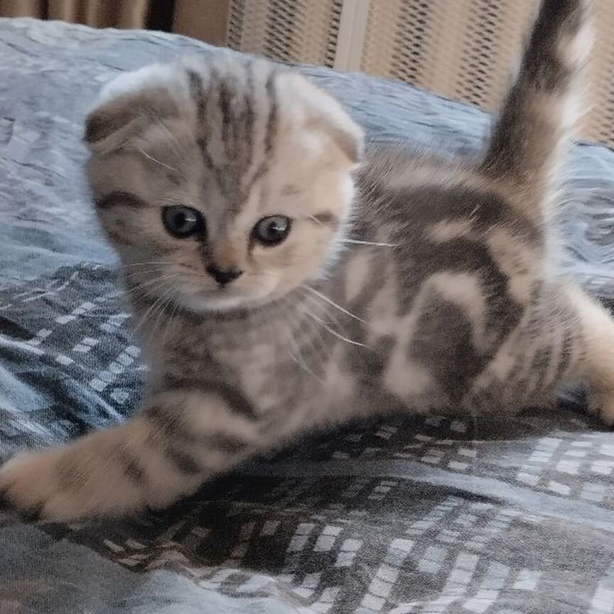 Шотландский вислоухий короткошёрстный котёнок