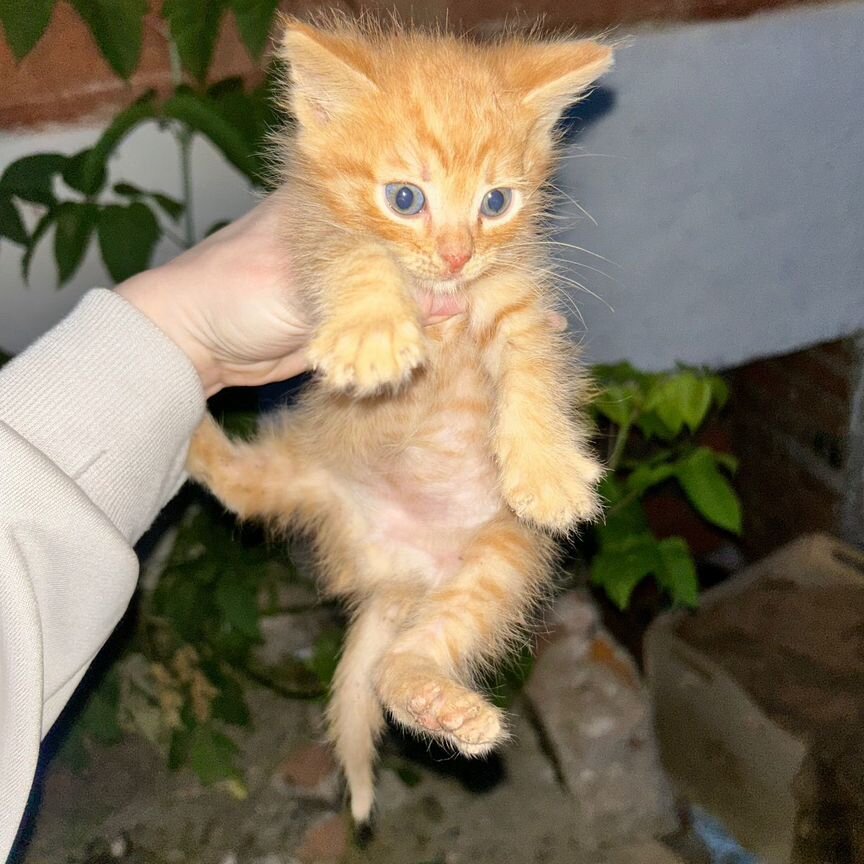 Котёнок в добрые руки
