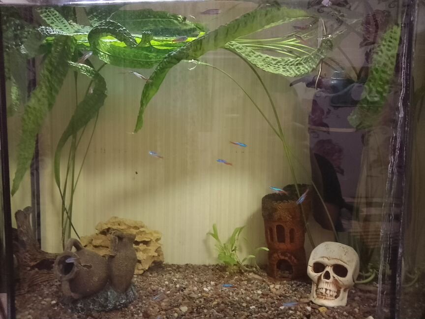 Аквариум с рыбками аксессуарами