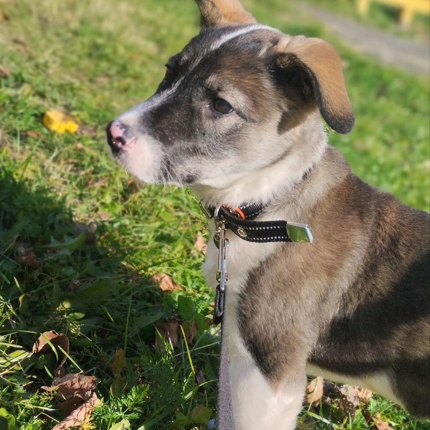 Отдадим умную хорошую собачку