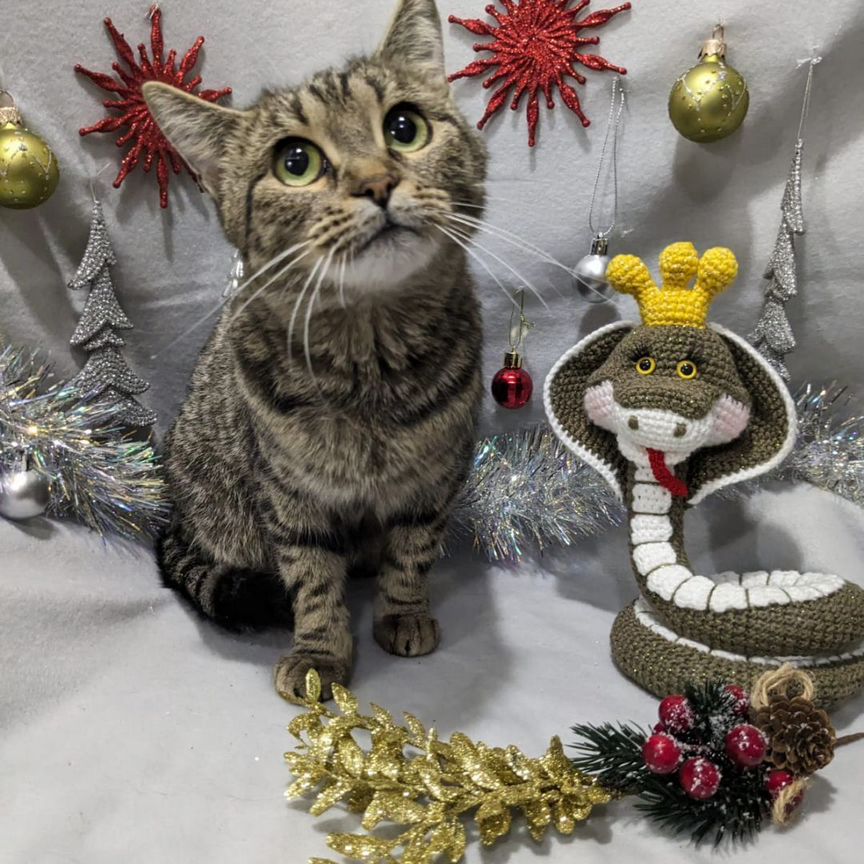 Кошки