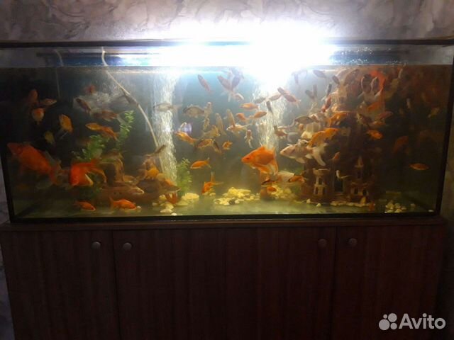 Аквариум