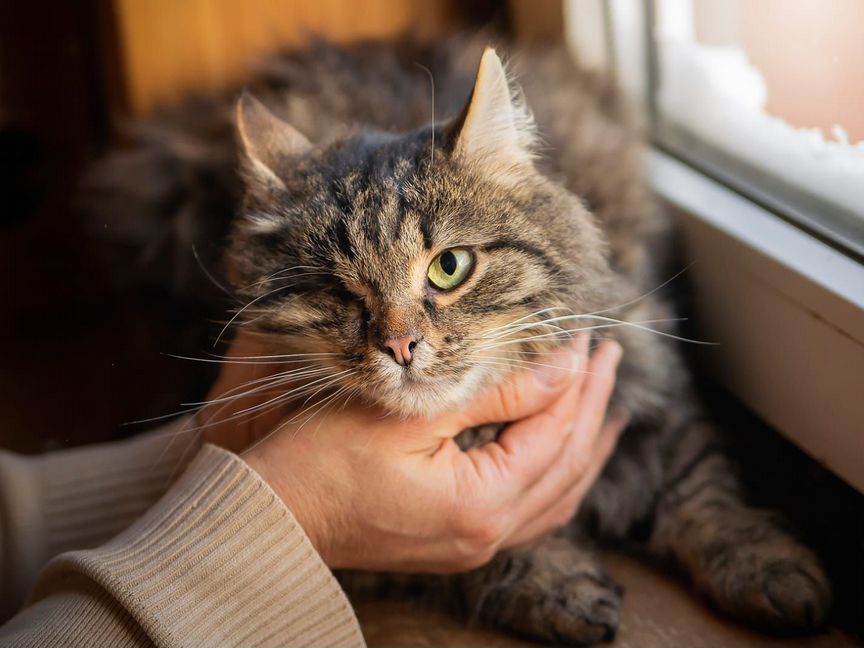 Котик Джо с одним глазиком в дар