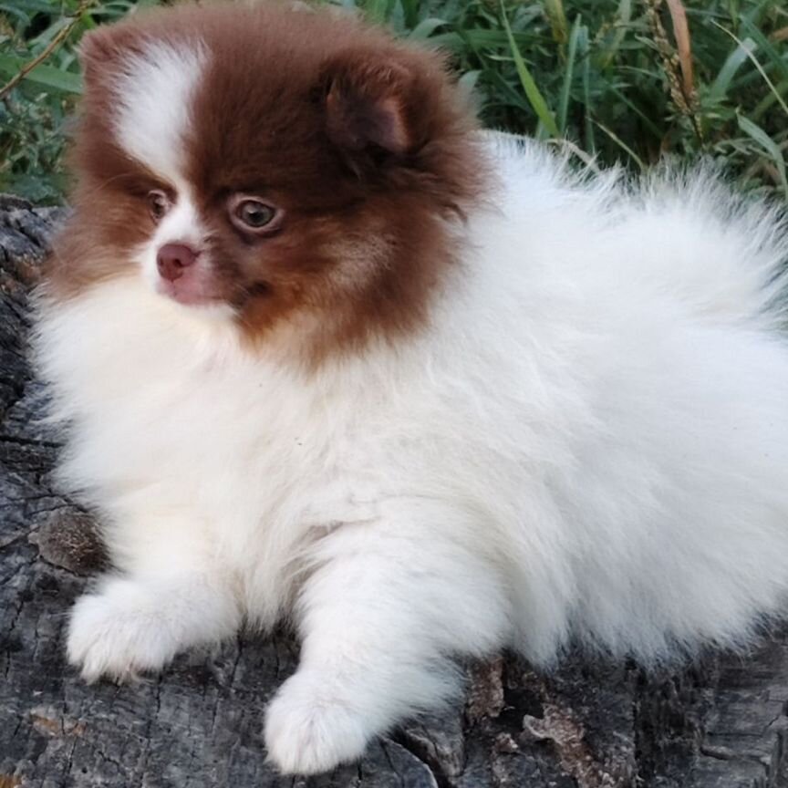 Шпиц Померанский шикарная малышка