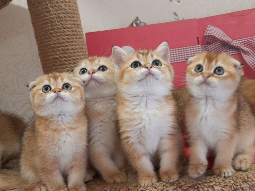 Шотландские котята Золотые шиншиллы