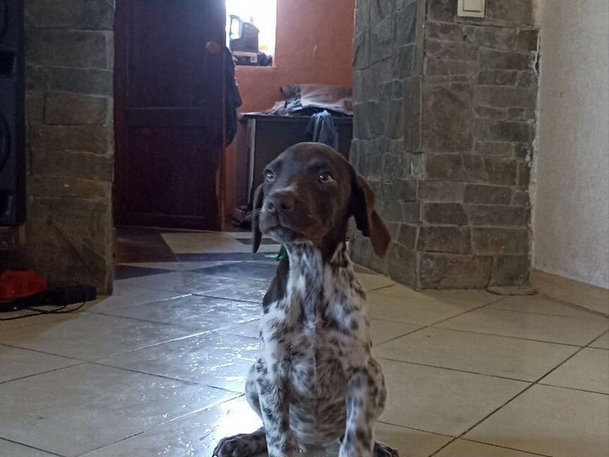 Щенки курцхаара