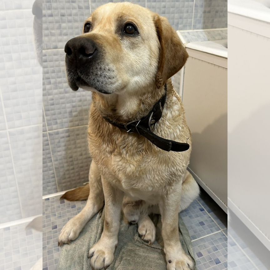 Лабрадор-ретривер, взрослый пёс