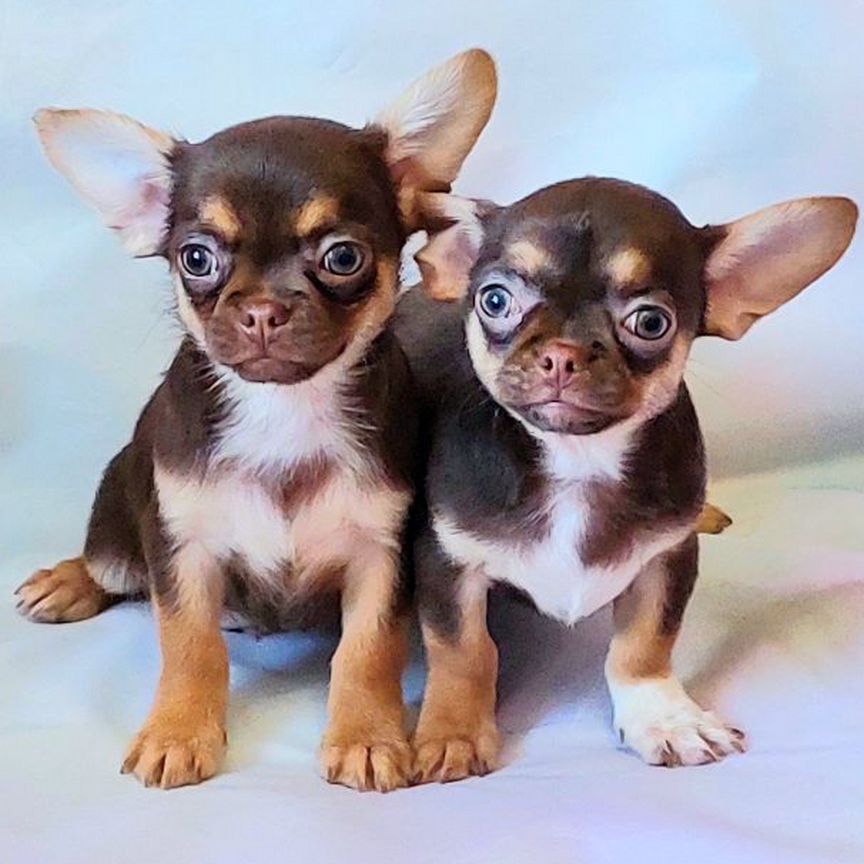 Чихуахуа, щенок