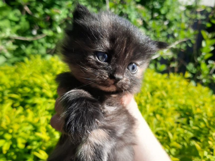 Трехцветный котенок девочка