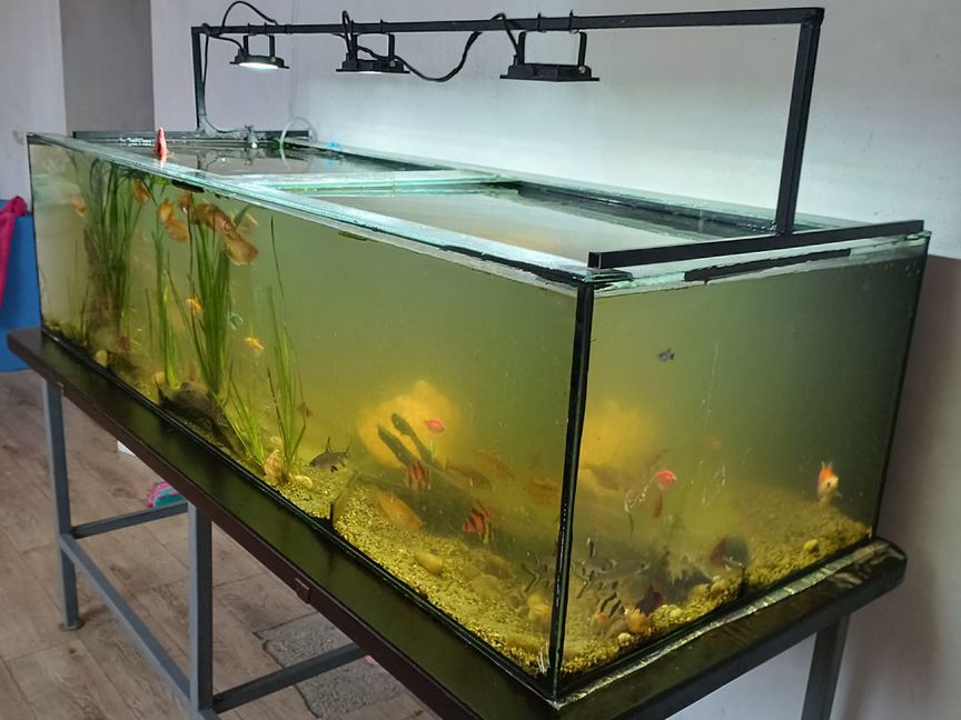 Продам аквариум 500 л