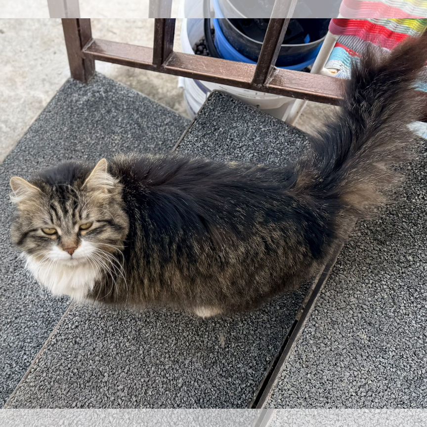 Взрослая, кошка в добрые руки