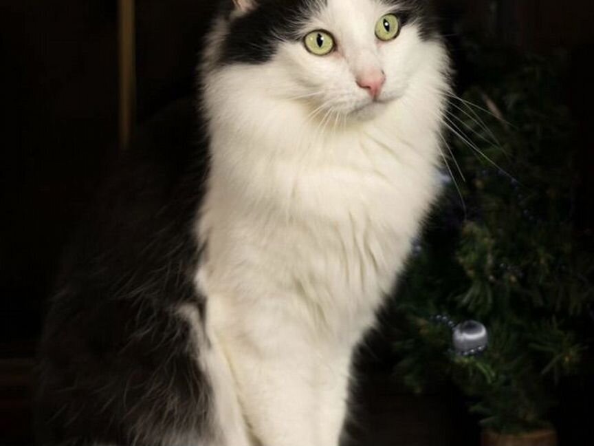 Кот Альберт в поисках дома