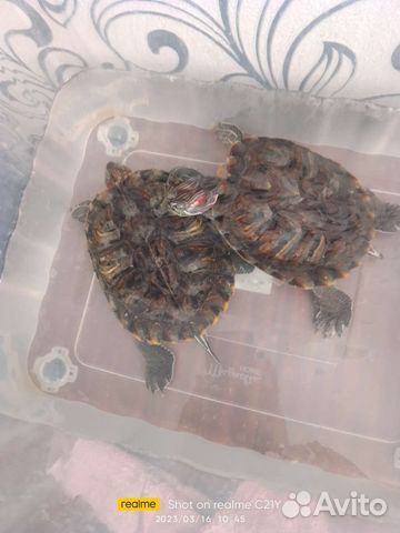 Красноухая черепаха бесплатно