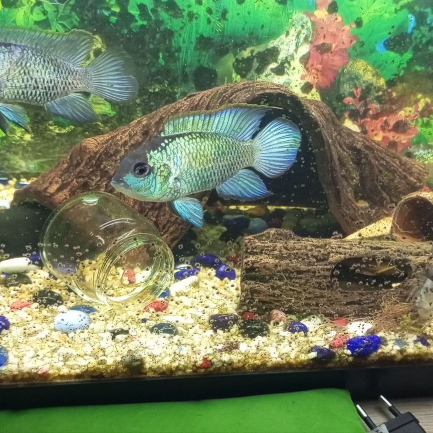 Аквариум с рыбками