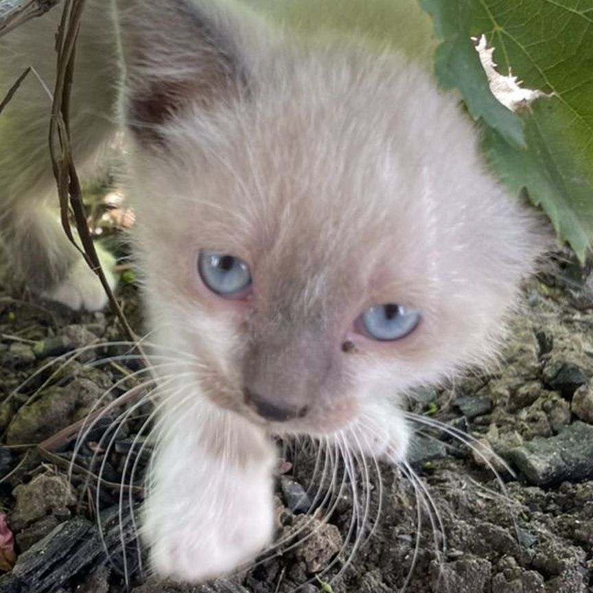 Котята в добрые руки бесплатно