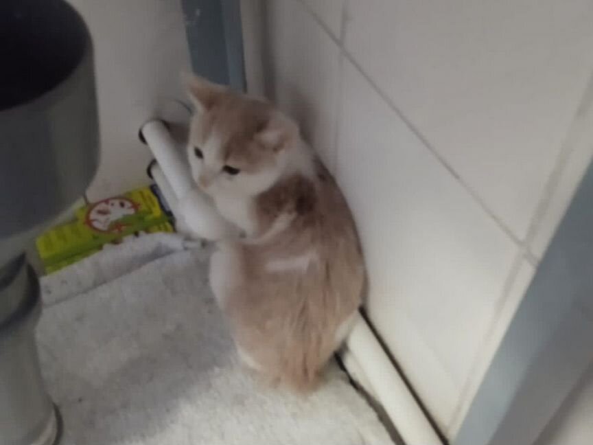Котенок