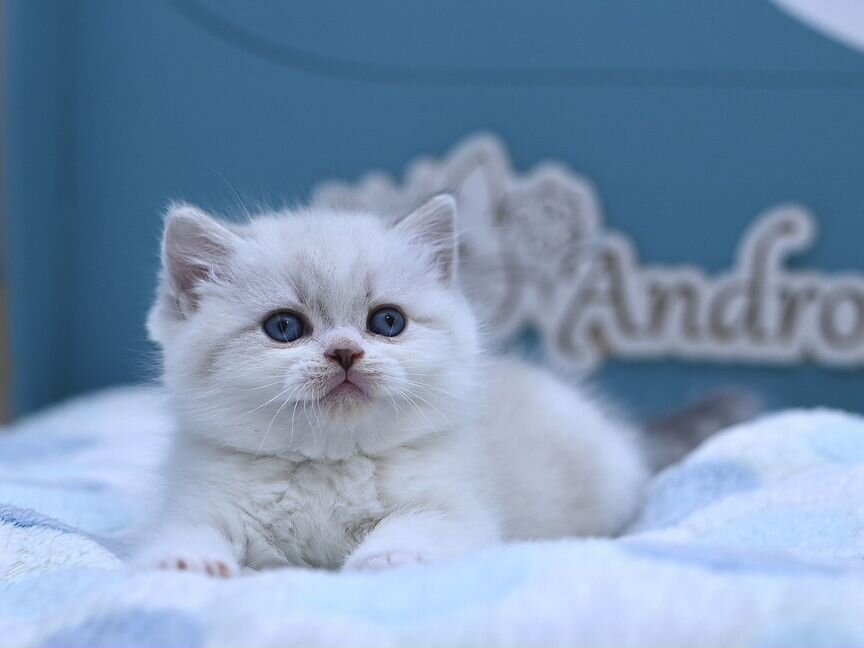 Сладкая британская мордочка