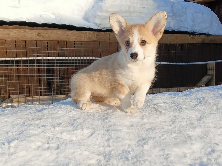 Корги малыши