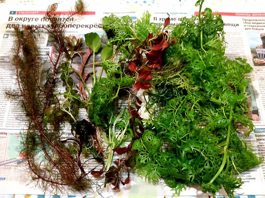 Аквариумная прополка