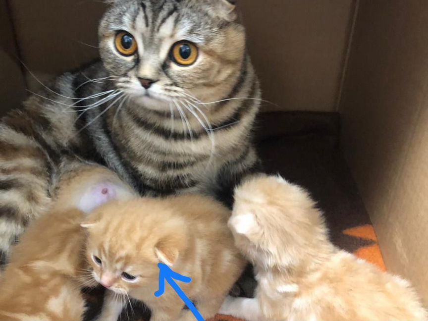 Шотландские котята скоттиш страйт и скоттиш фолд