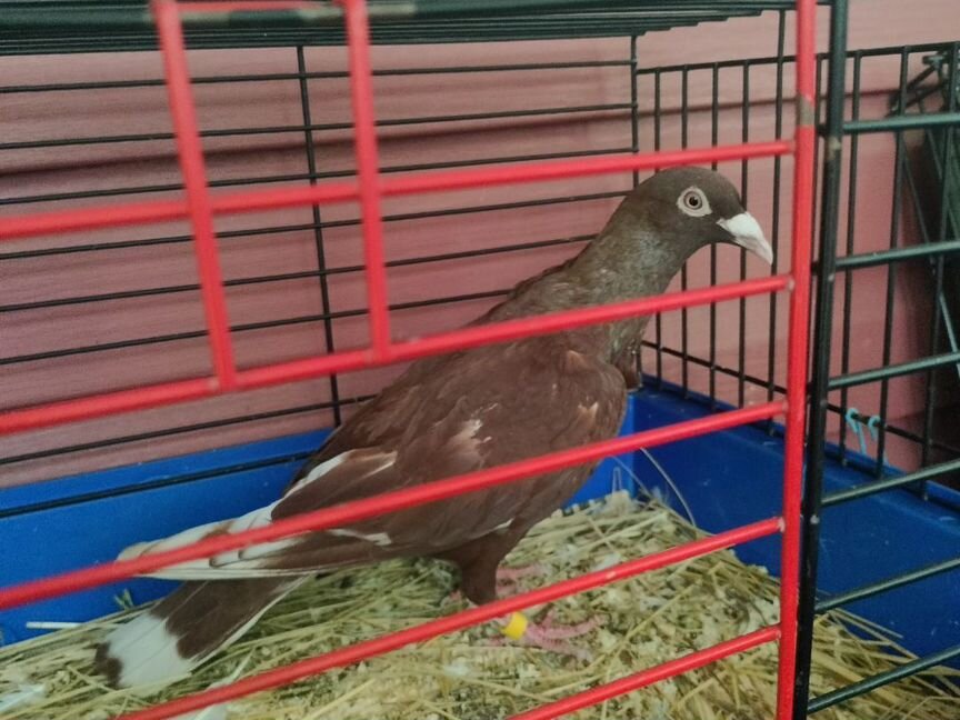 Голуби чехи красные