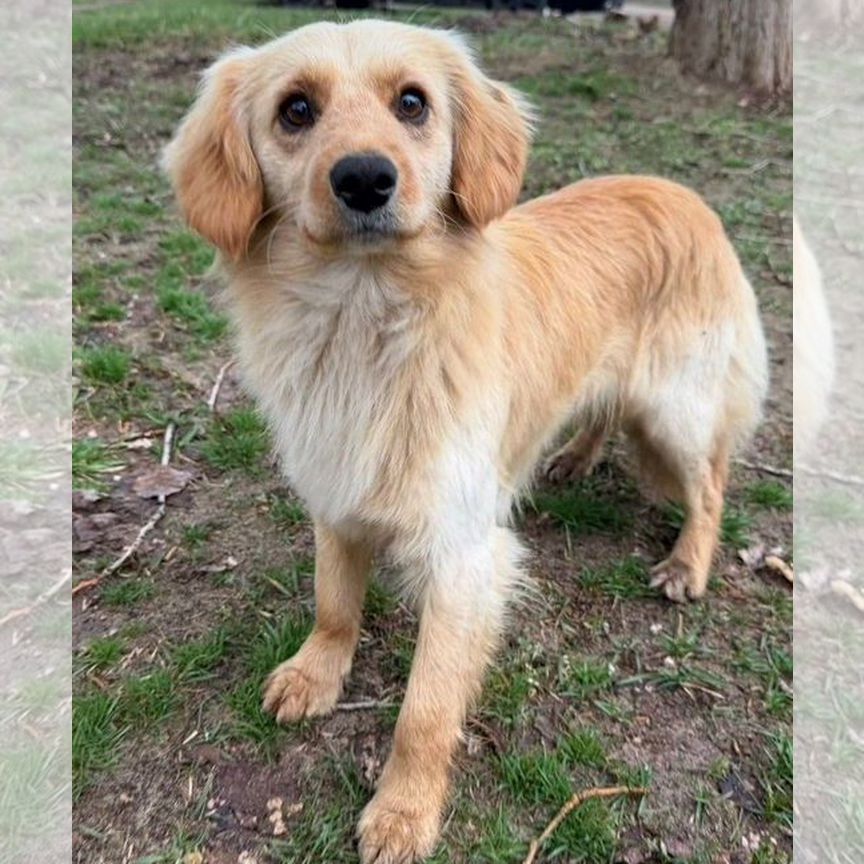 Щенок в добрые руки