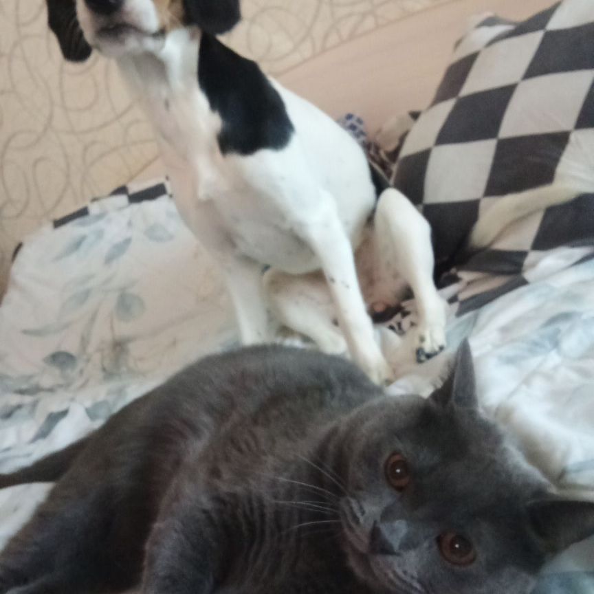 Отдам кота в добрые руки