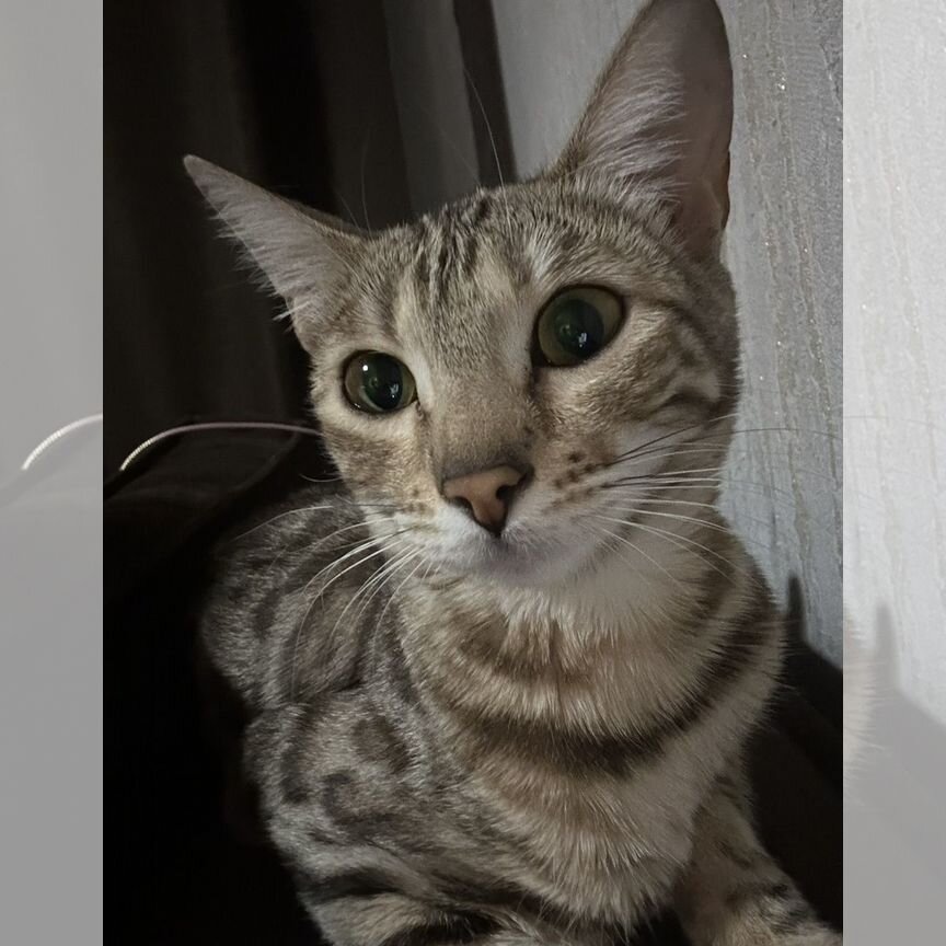 Бенгальская кошечка