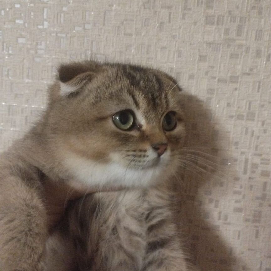 Котенок Золотая шиншилла